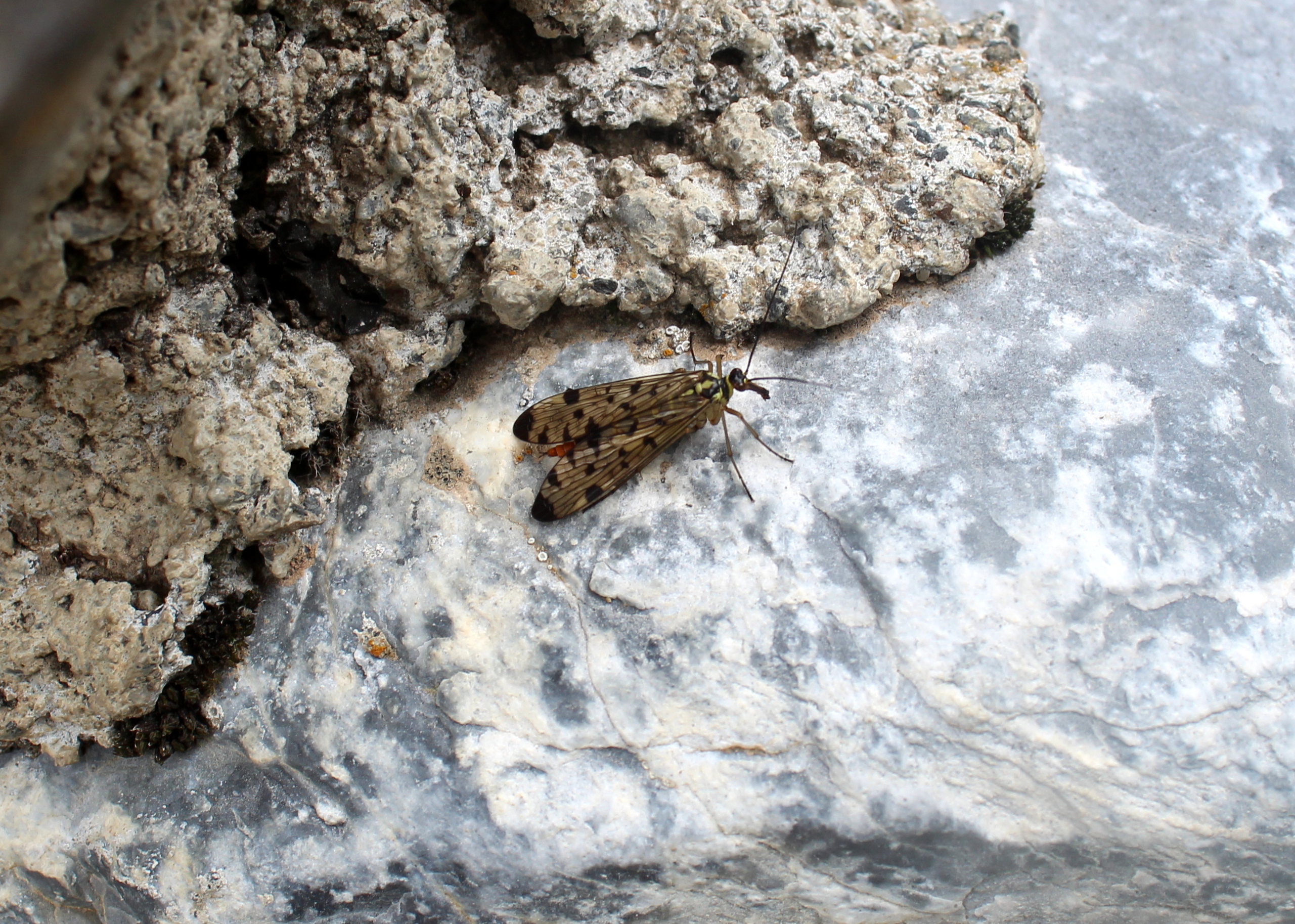 The French Pyrenees – Part 1 – July 2019 – The Irish Naturalist