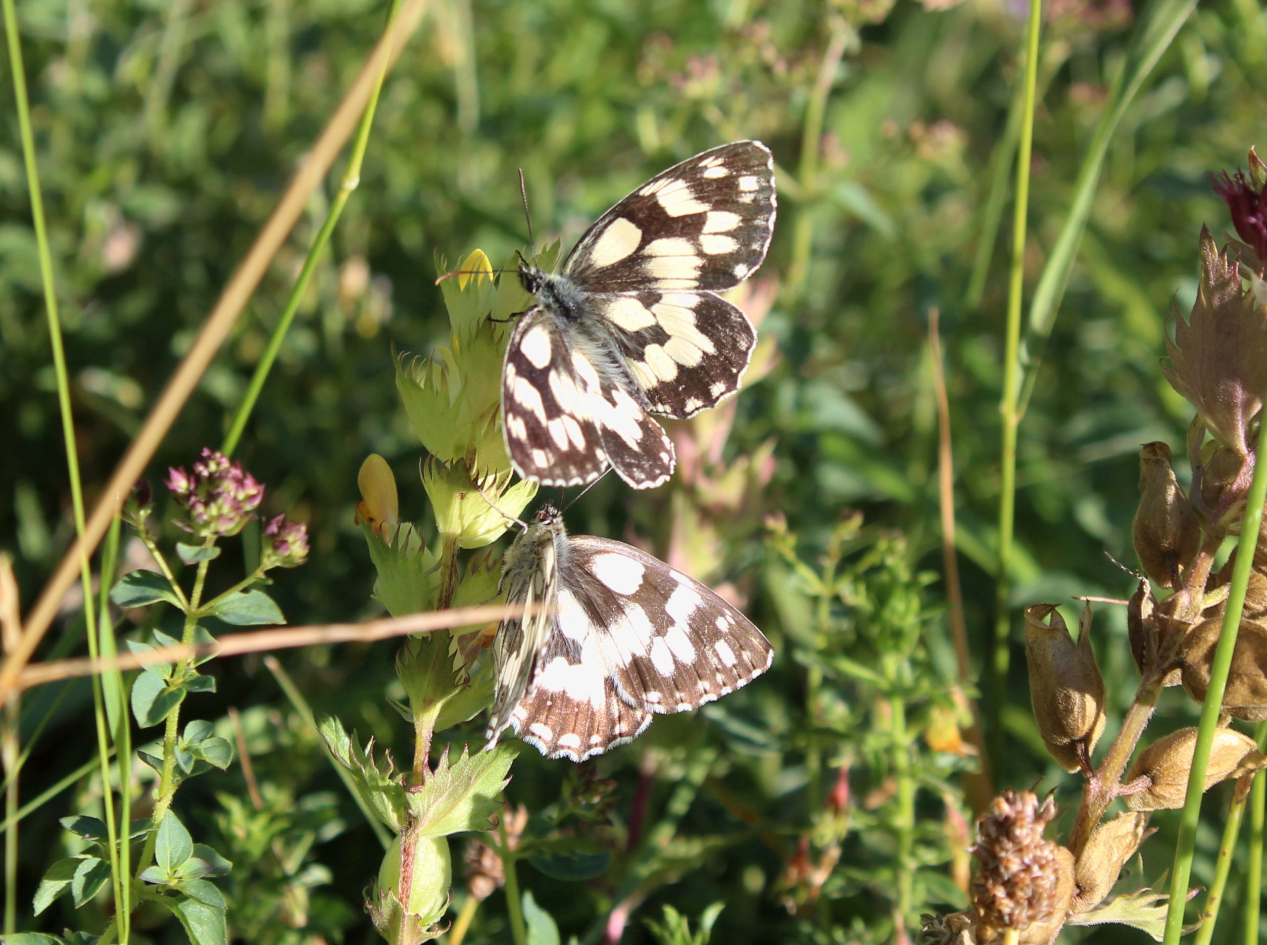 insect – The Irish Naturalist