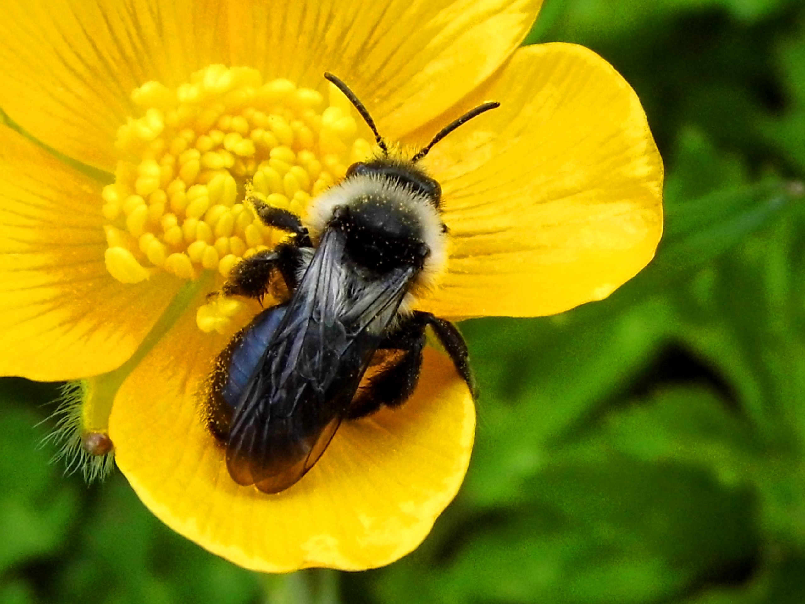 Bees – The Irish Naturalist
