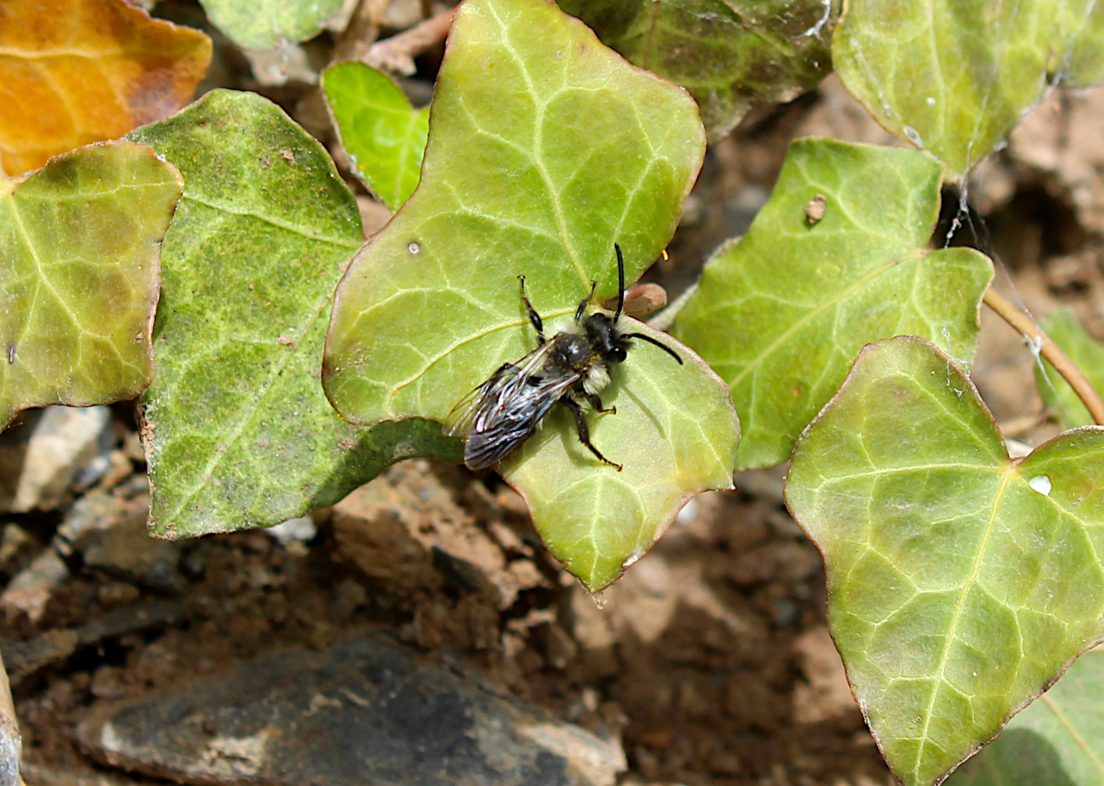 Bees – The Irish Naturalist