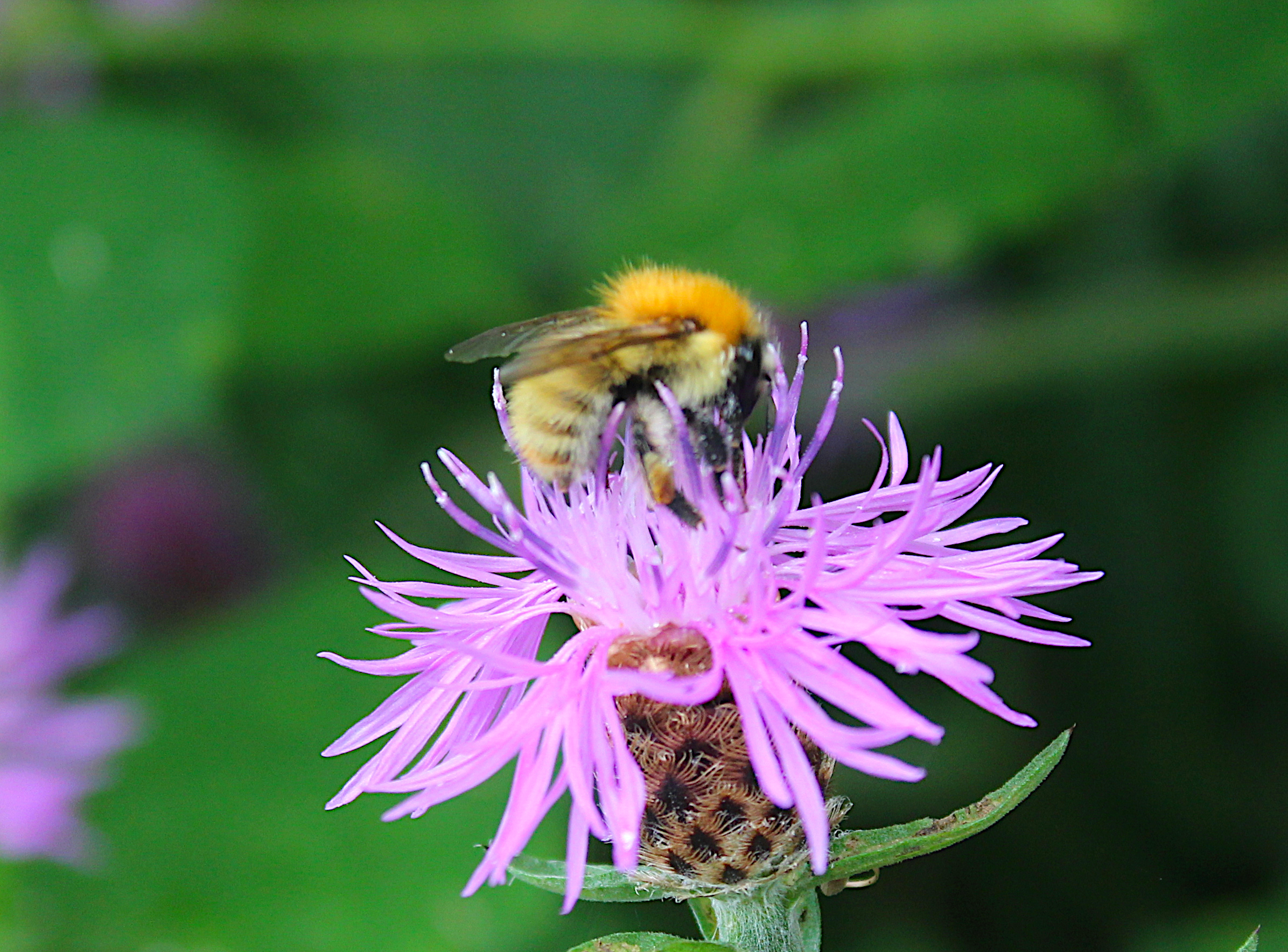 Bees – The Irish Naturalist