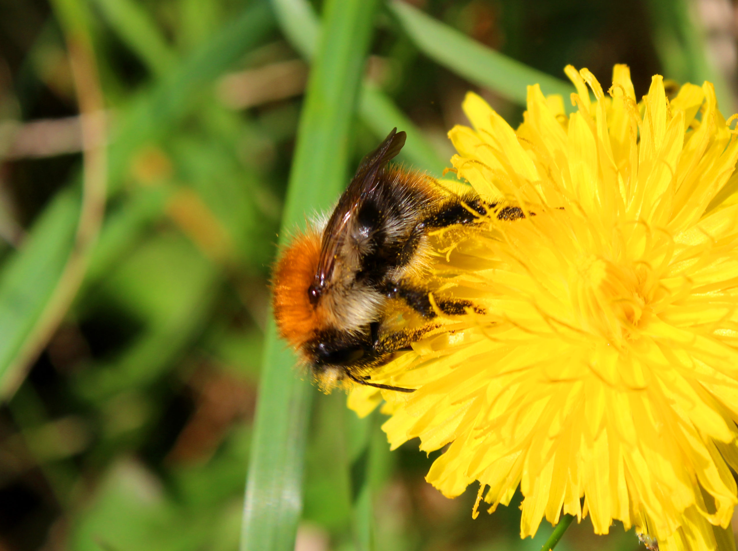 Common Carder Bumblebee (Bombus pascuorum) – The Irish Naturalist