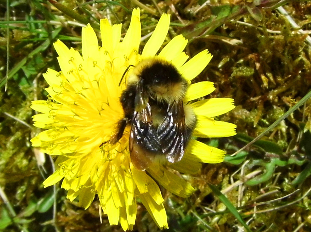 Heath Bumblebee (Bombus jonellus) – The Irish Naturalist