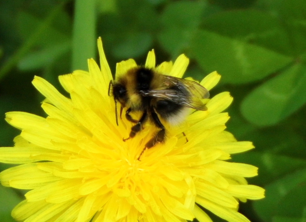 Heath Bumblebee (Bombus jonellus) – The Irish Naturalist