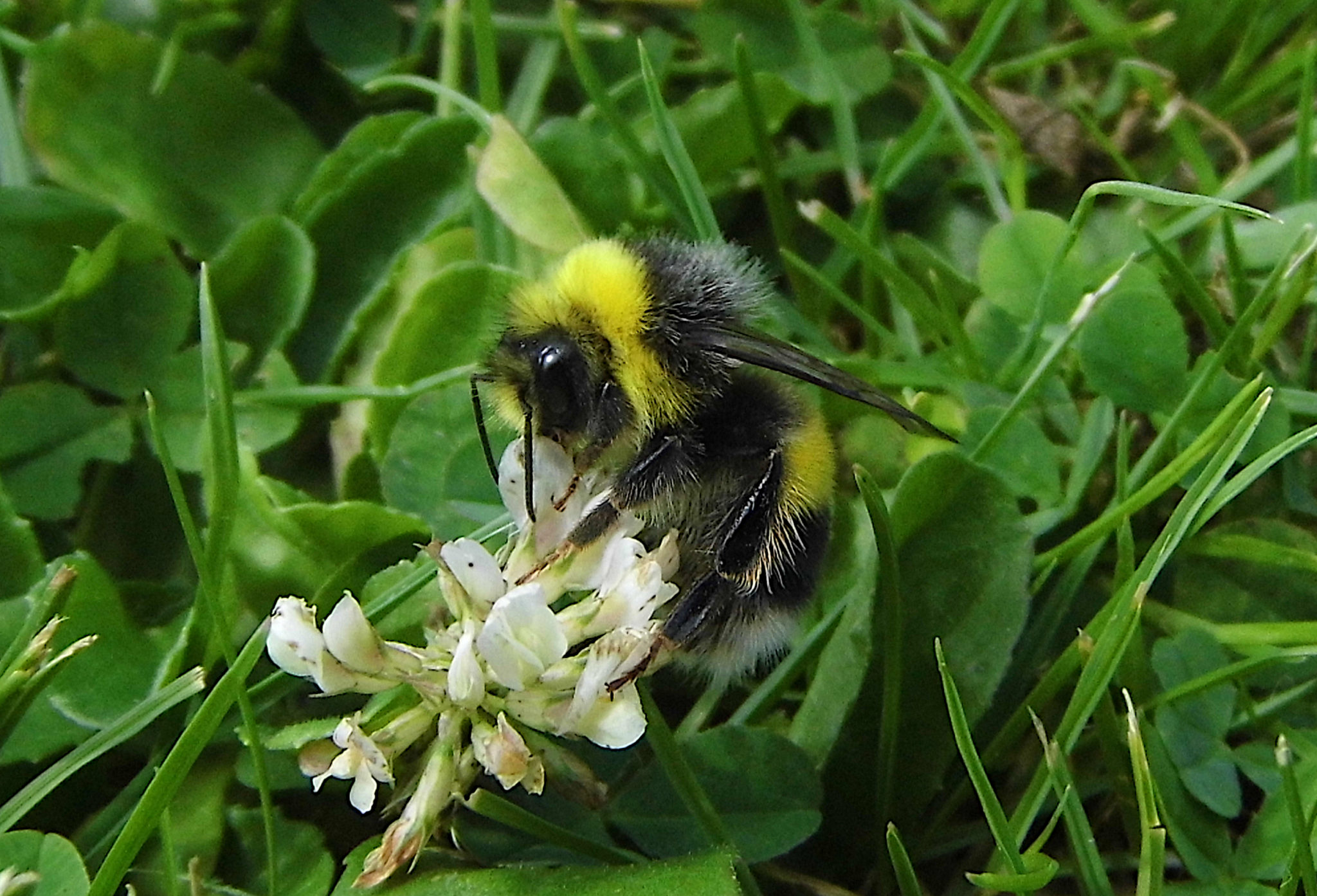 White-tailed Bumblebee group (Bombus lucorum agg.) – The Irish Naturalist