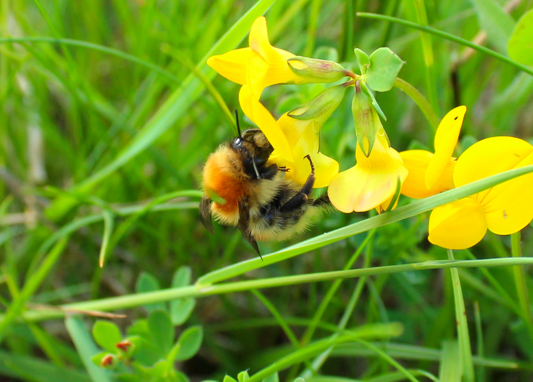Bees – The Irish Naturalist