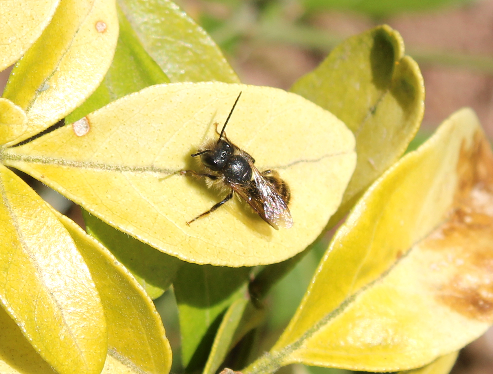 Bees – The Irish Naturalist