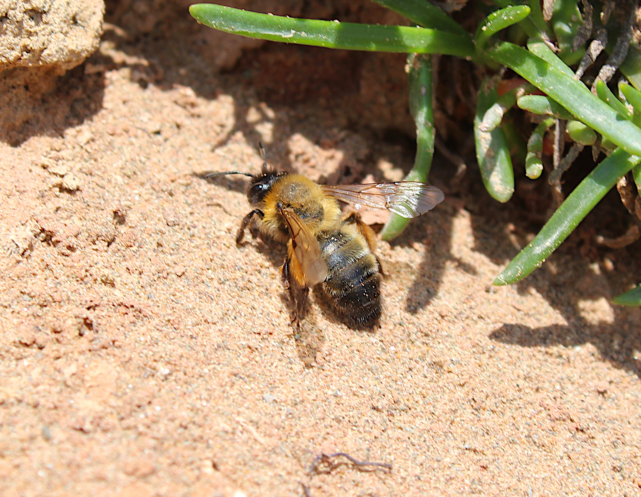 Bees – The Irish Naturalist