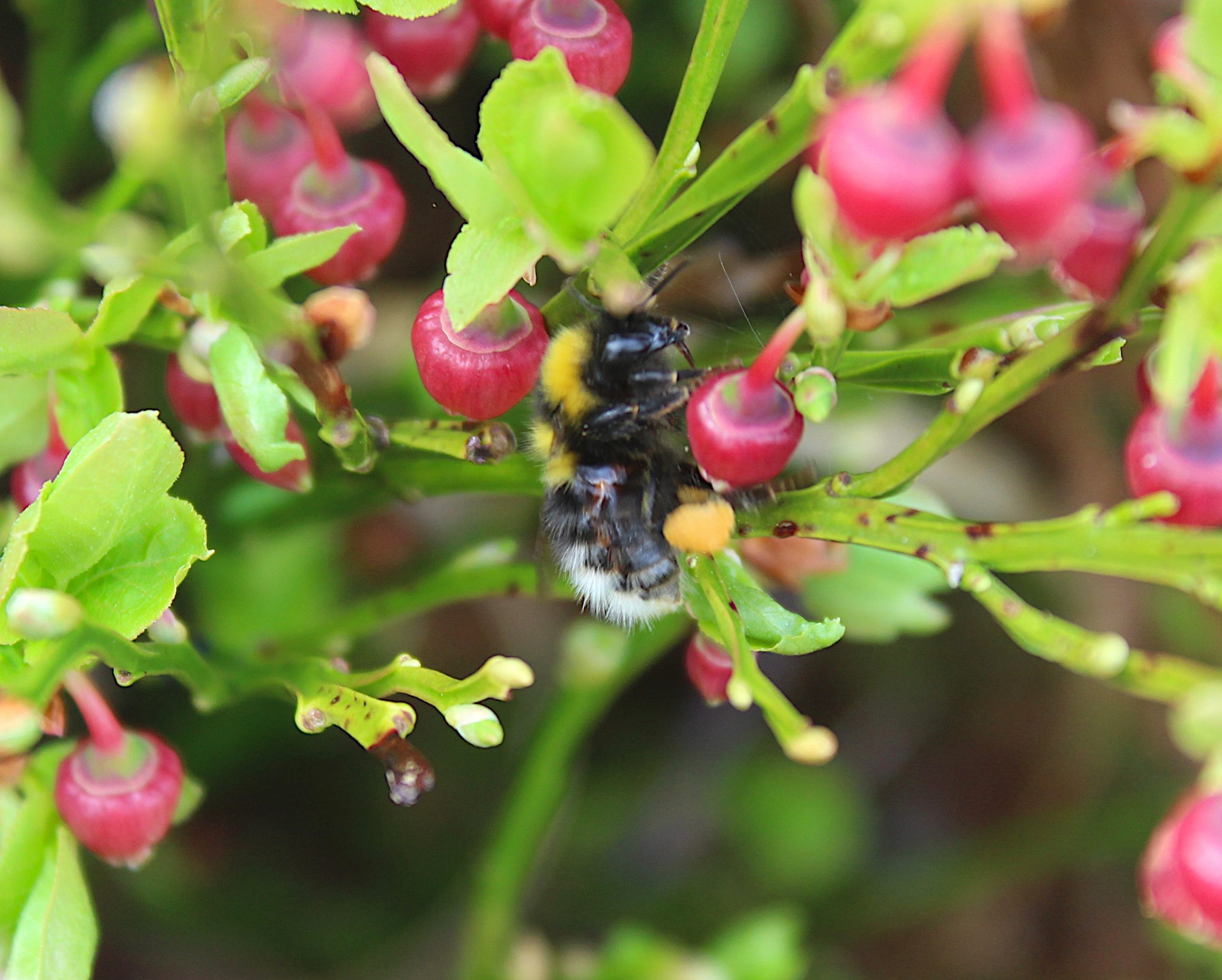 Bees – The Irish Naturalist