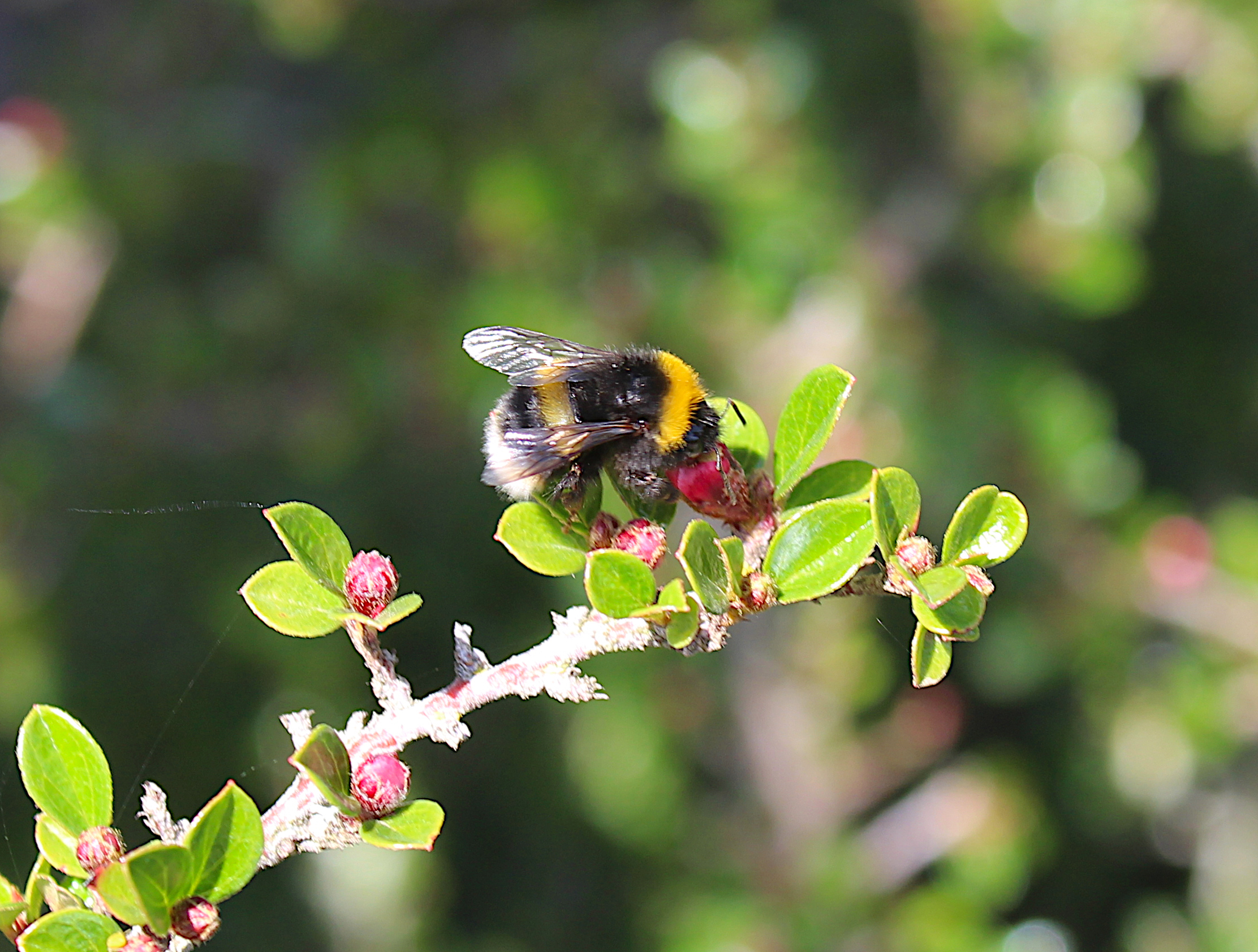 Bees – The Irish Naturalist