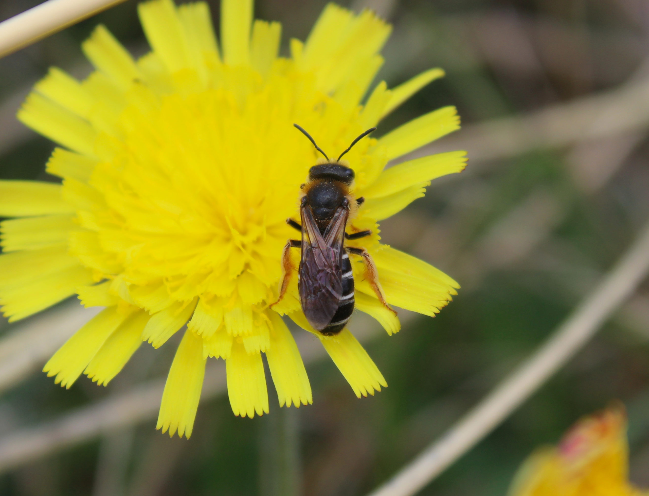Orange-legged Furrow Bee (Halictus rubicundus) – The Irish Naturalist