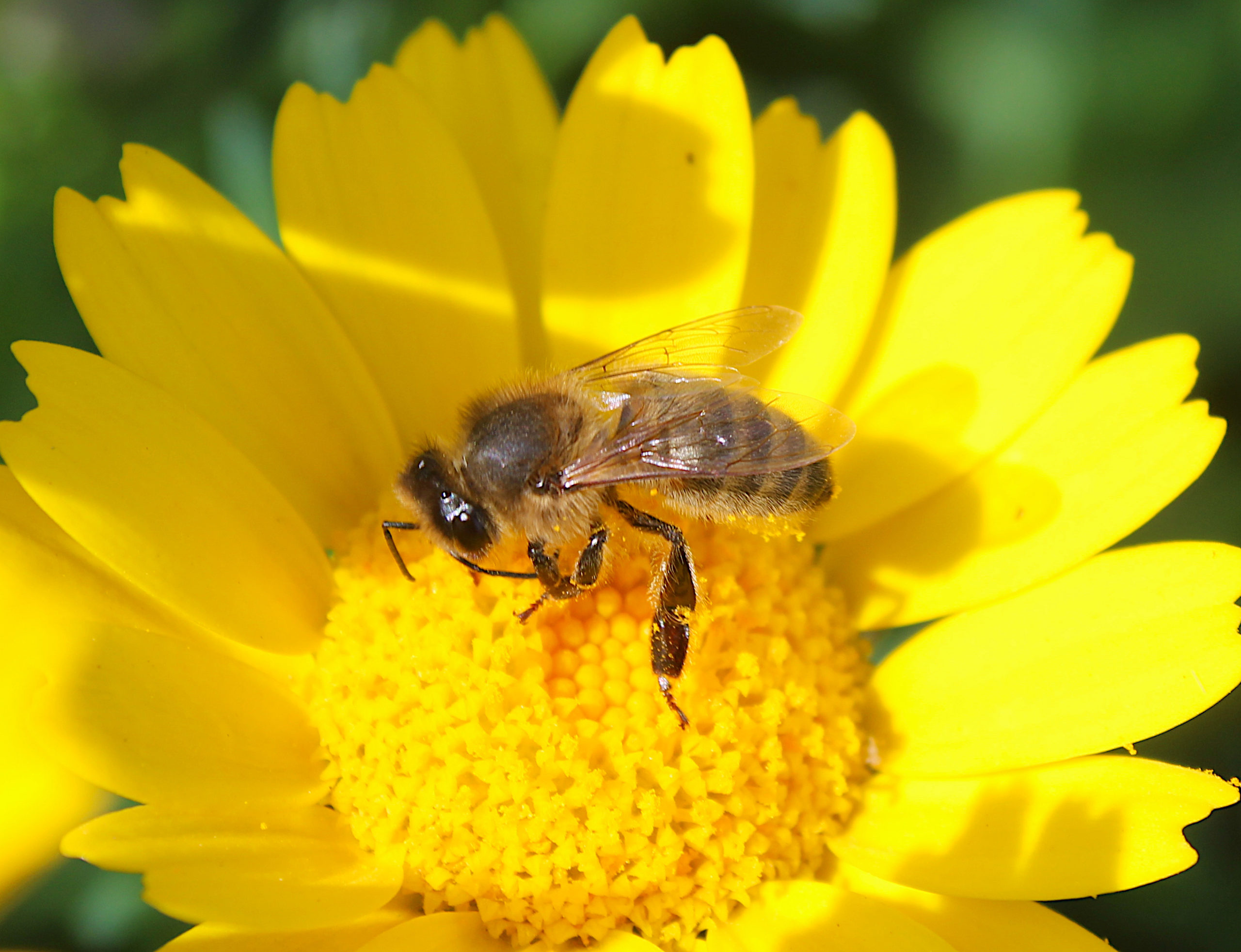 Bees – The Irish Naturalist