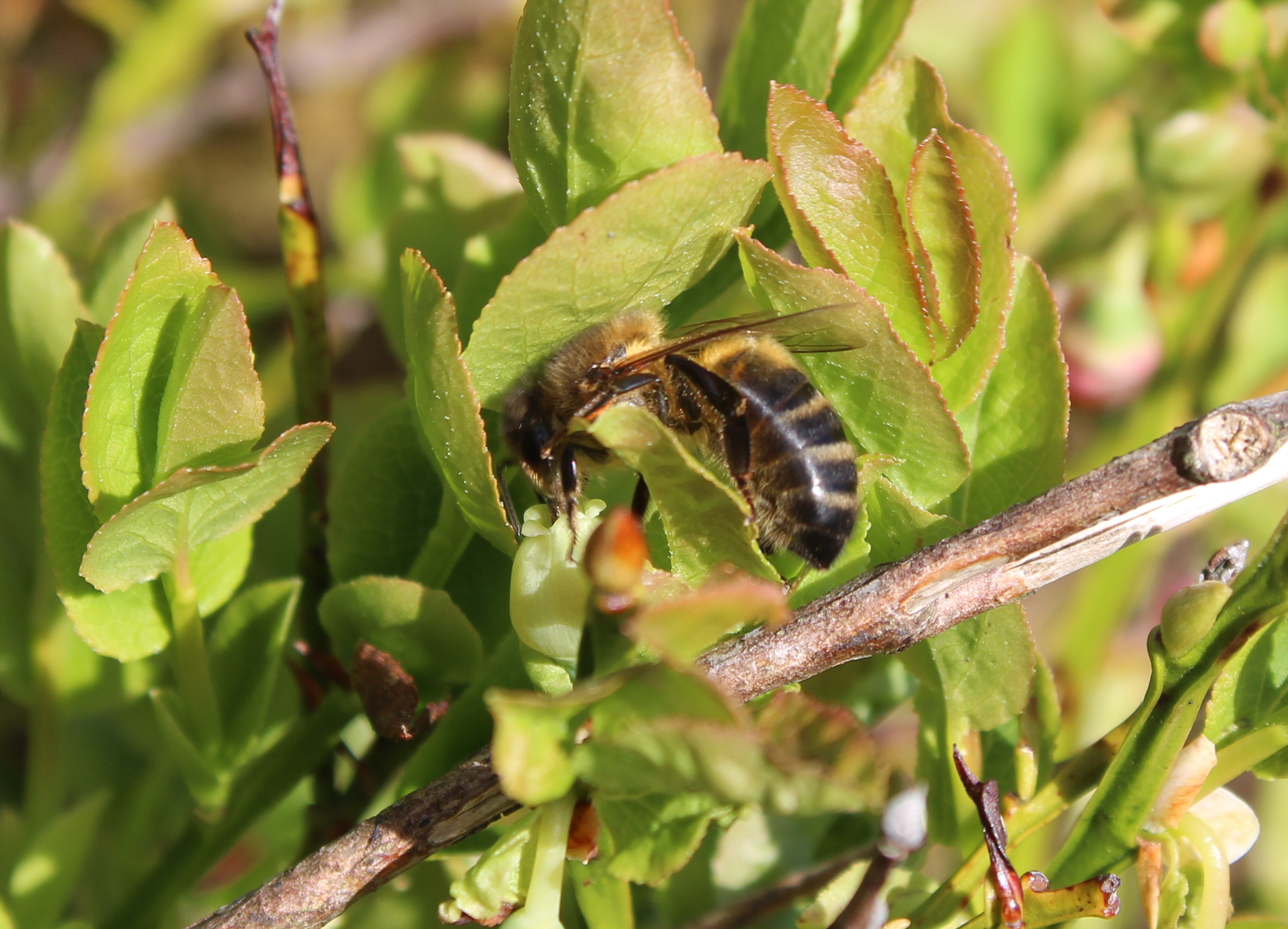 Bees – The Irish Naturalist
