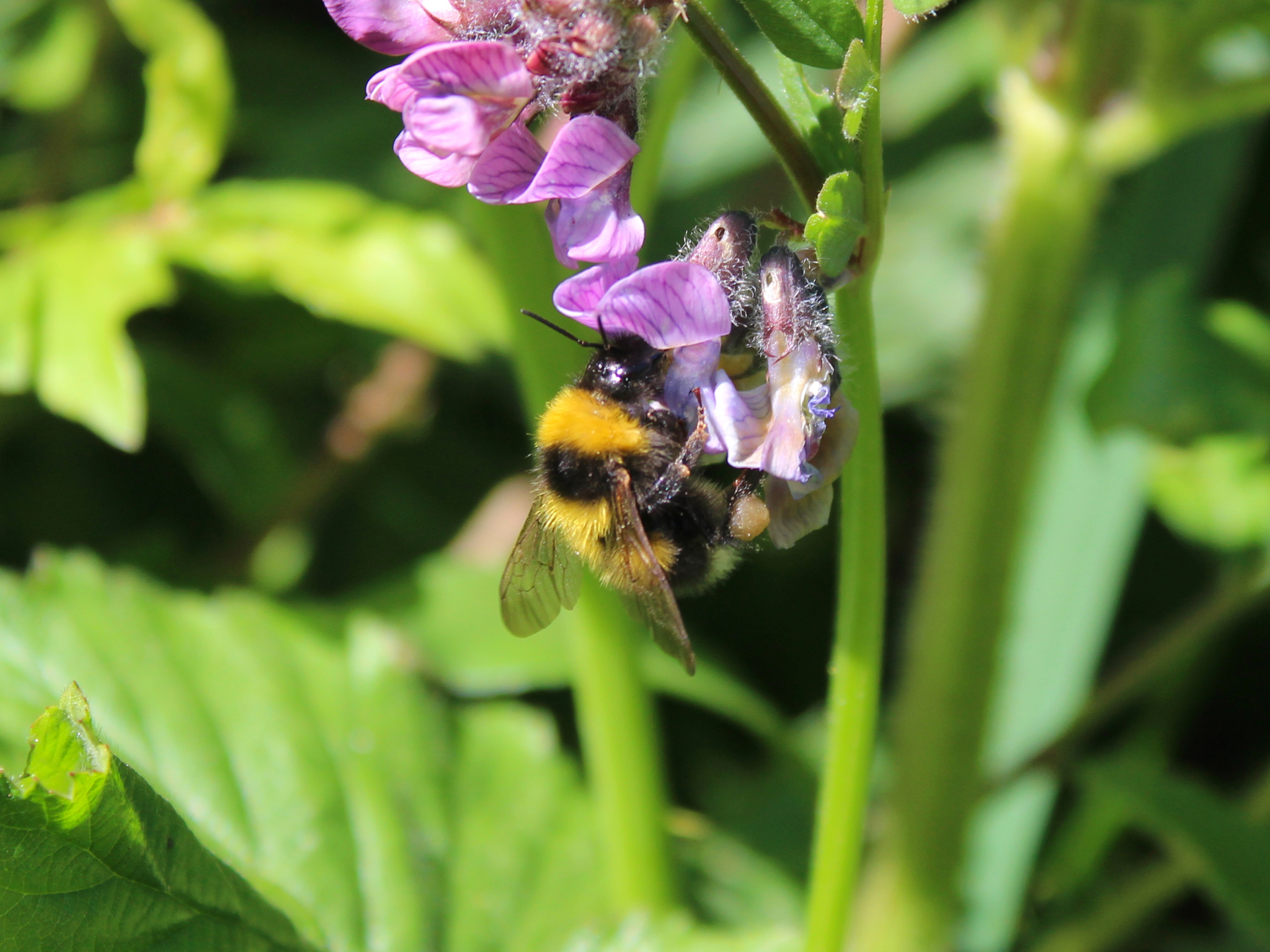 Bees – The Irish Naturalist