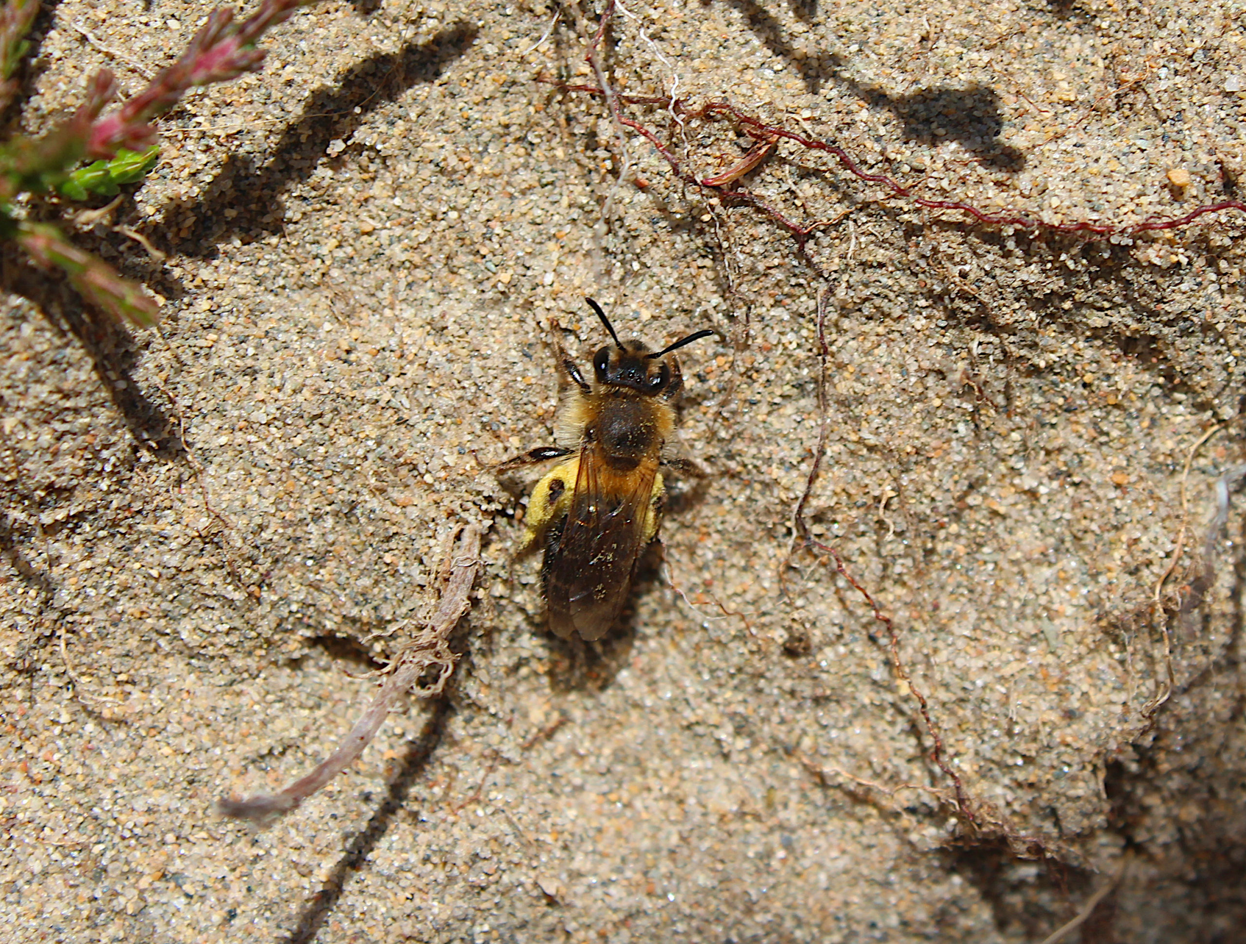 Bees – The Irish Naturalist