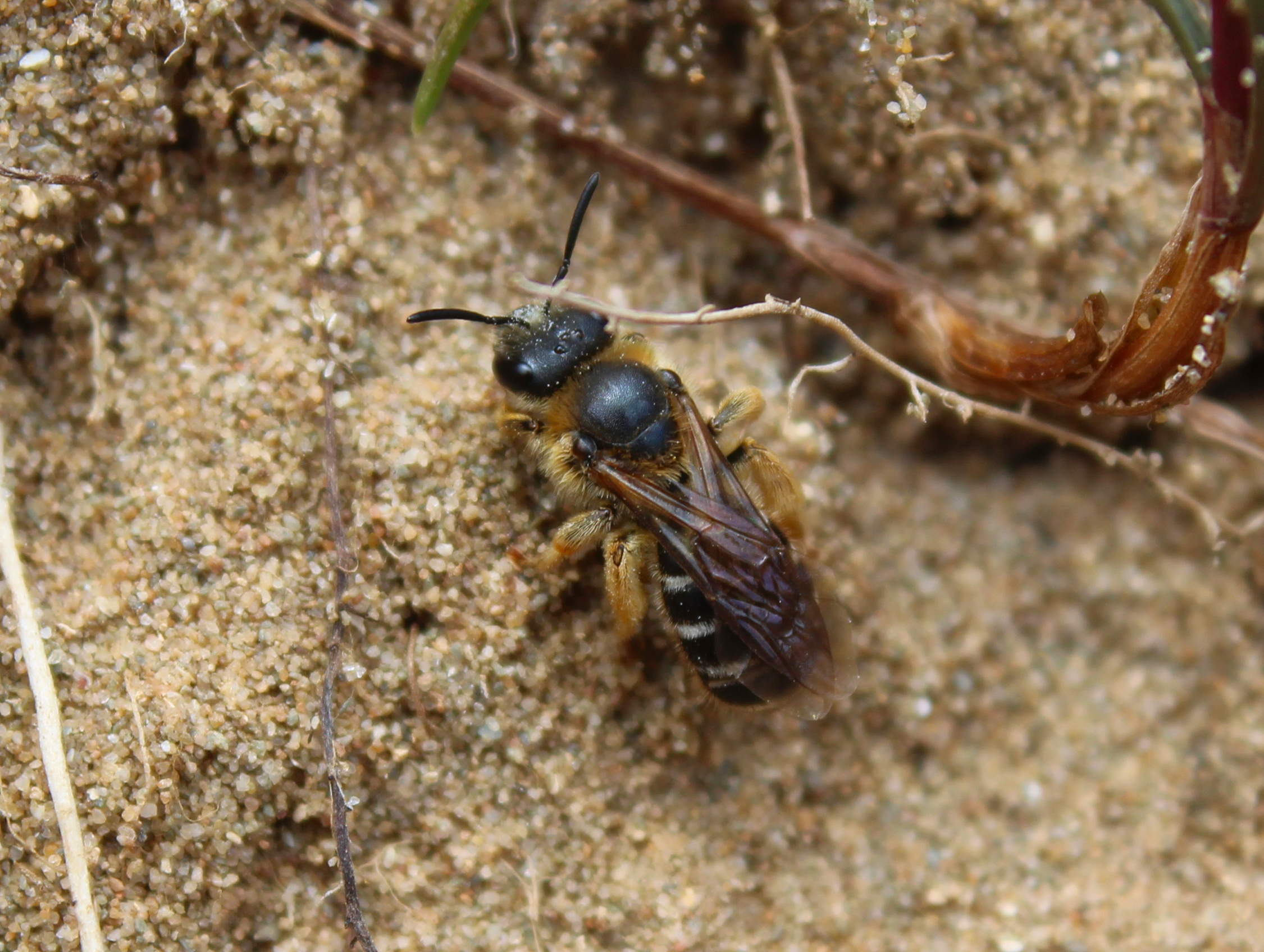 Orange-legged Furrow Bee (Halictus rubicundus) – The Irish Naturalist