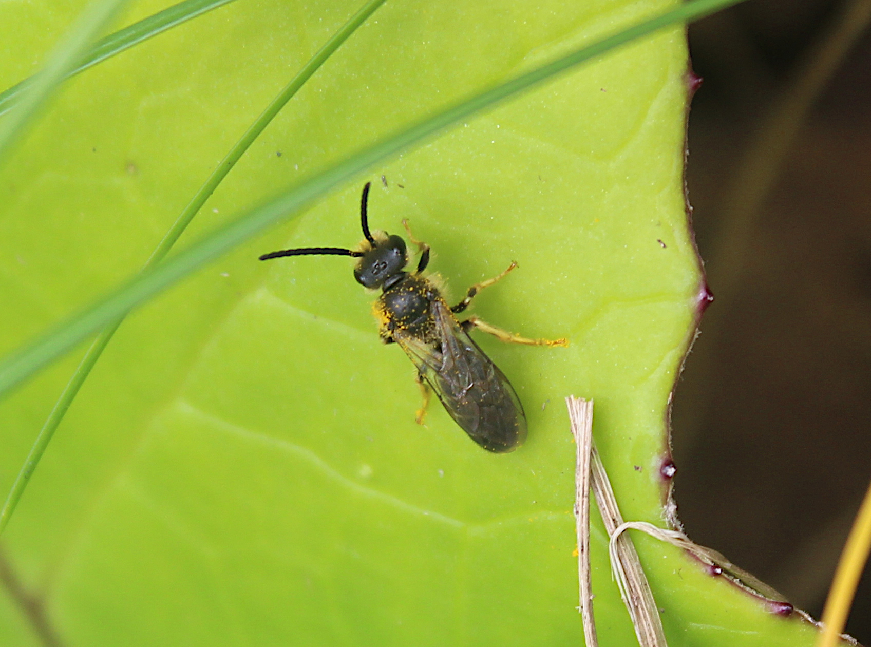 Orange-legged Furrow Bee (Halictus rubicundus) – The Irish Naturalist